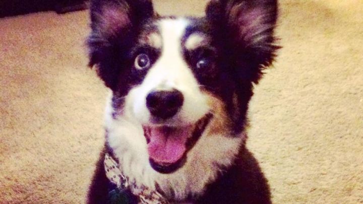Fundraiser by Tyler Emmons : Presley's Surgery