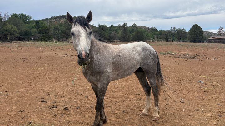 Fundraiser by Claudia Griggs-Potter : Fund for Safe Fencing and Stud ...
