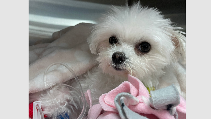 Fundraiser for Lara Horner by Mackenzie Lambert : Daisy’s Surgery