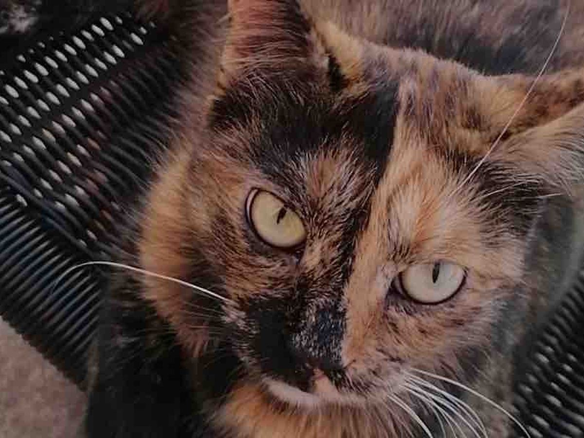 Fundraiser by Claudia Schneider : Hilfe für Puma