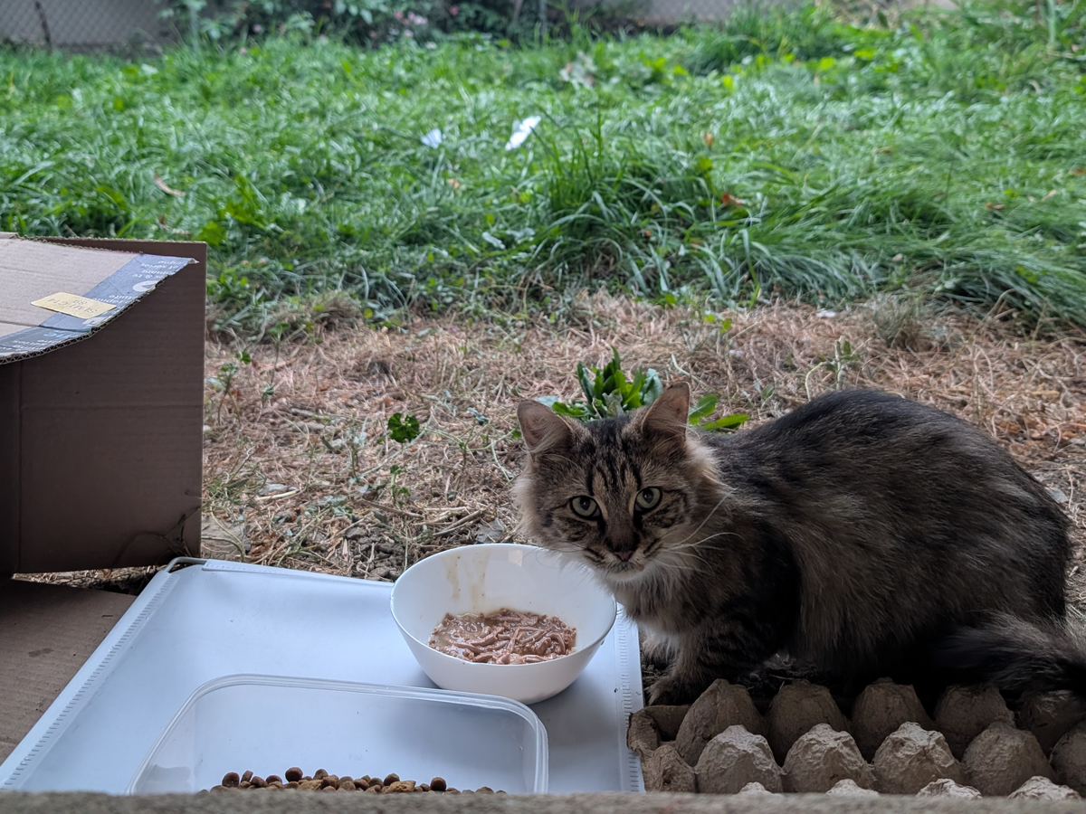 Fundraiser by Susheel Anugu : Help Me treat mixie and feed 10 Stray ...