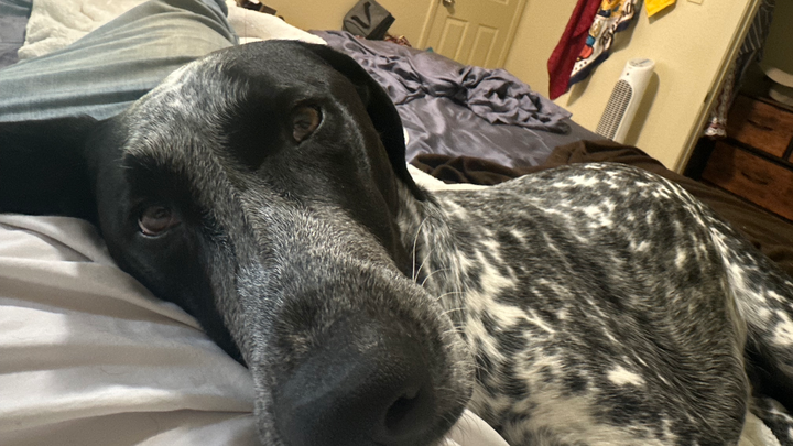 Fundraiser by Kaleb Renfro : Support My Dog's Surgery After Accident