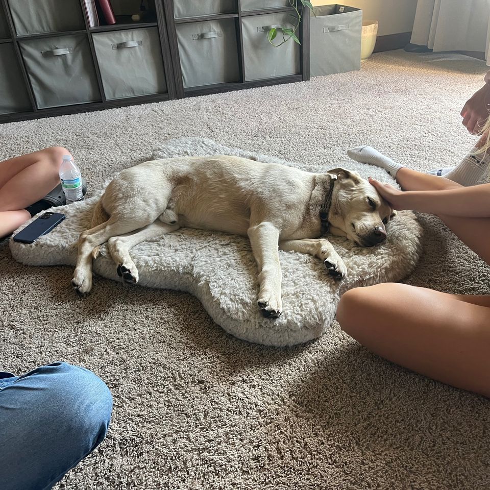 Fundraiser for Candice Bayjenness by Amber McCarty : Support Otis's ...