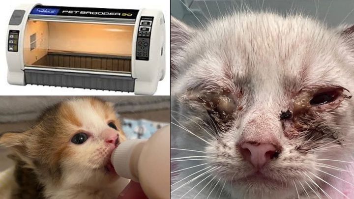 Fundraiser by Michele Lago : Fund an INCUBATOR for ENC Kitten Nursery