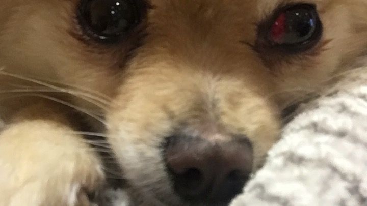 Fundraiser by Maria Verdin : Callie