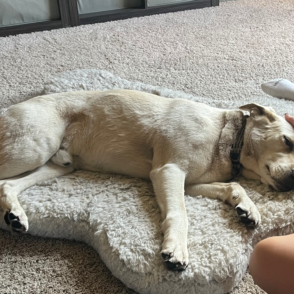 Fundraiser for Candice Bayjenness by Amber McCarty : Support Otis's ...