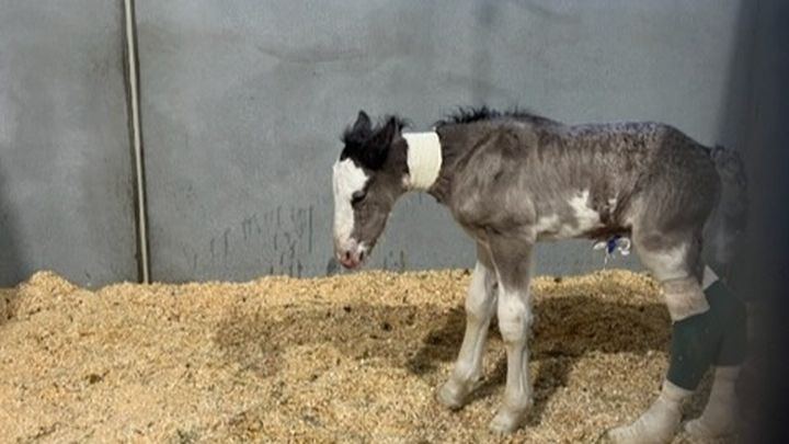 Fundraiser by Kristen Kitzan : Help Save Baby Tully
