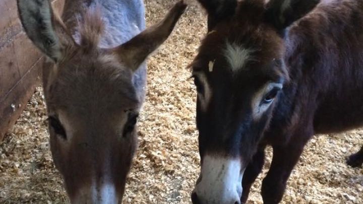 Fundraiser by Janine Jacques : The Emergency Donkey Fund