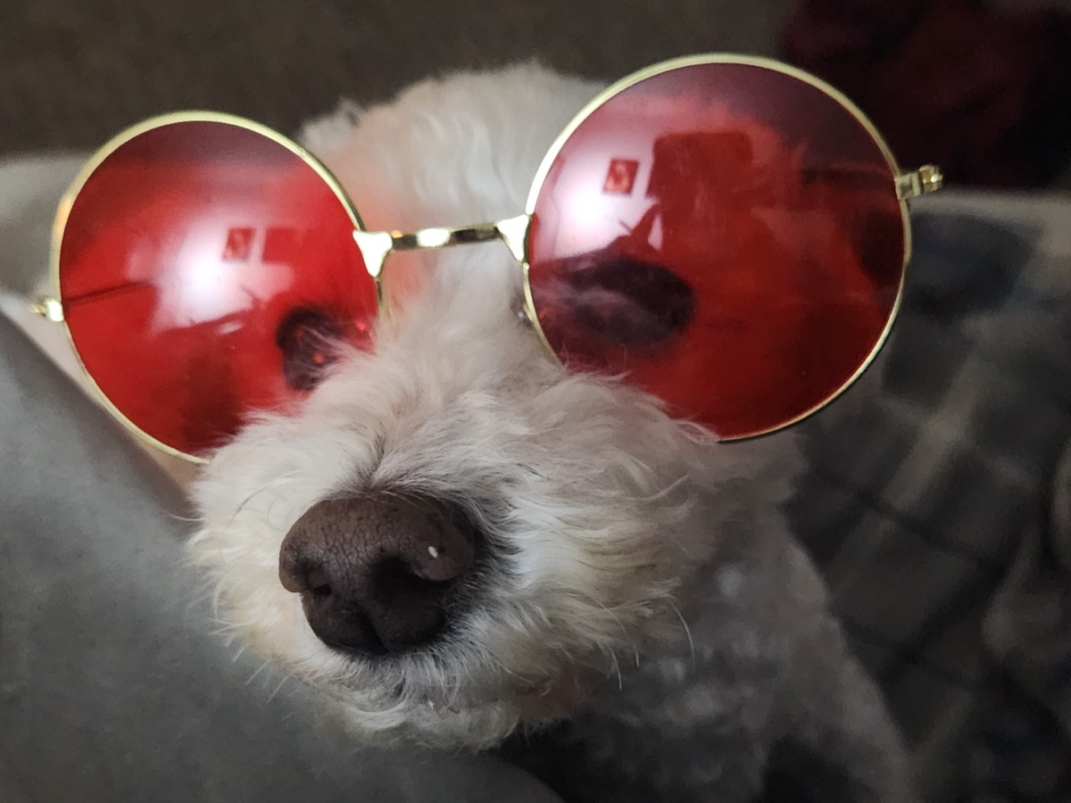 Fundraiser by Ken Taylor : Help With Odie's Vet Bills