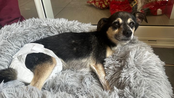 Fundraiser by Amelia Cimone : Help Save Max!