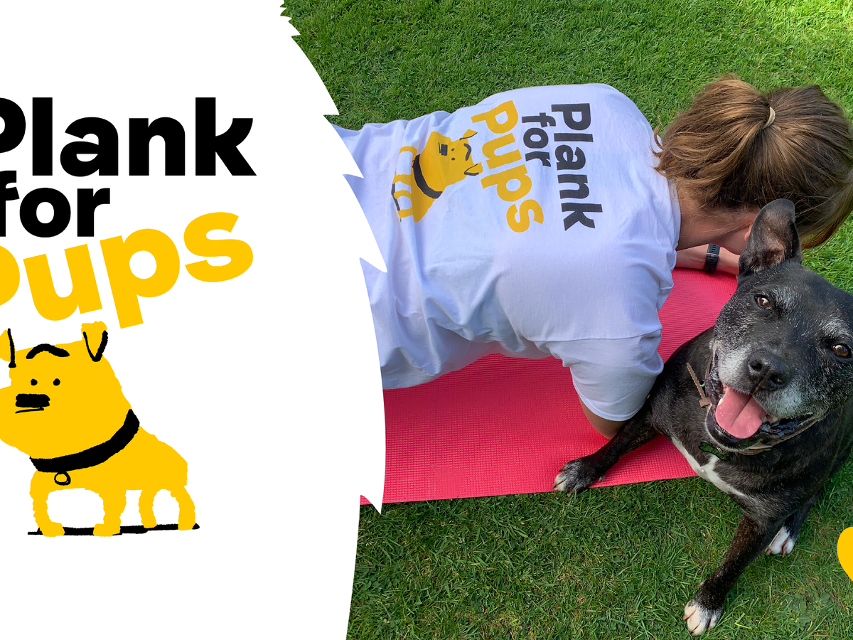 Fundraiser by Brad George : I'm planking to help more dogs find forever ...