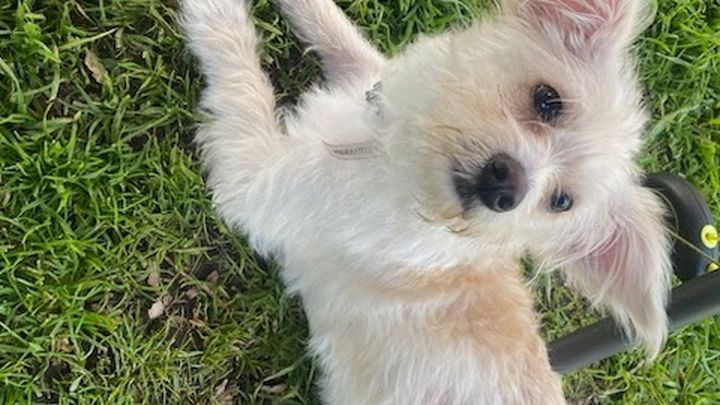 Fundraiser by Yaneli Moreno : Help My Autistic Son Save His Best Friend