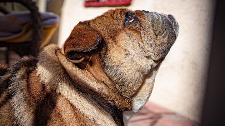 Fundraiser for Steven Flores by Amy Flores : Peanut’s Surgery