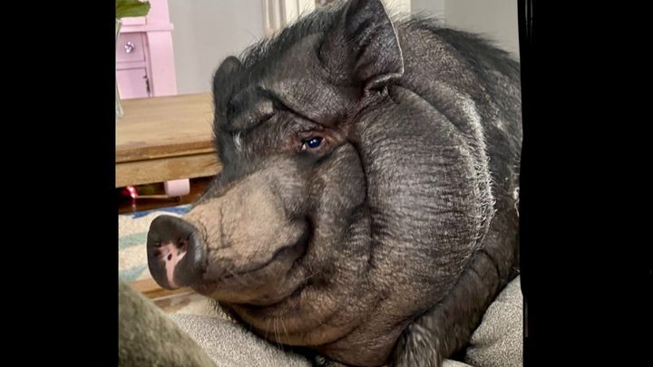 Fundraiser by Jamie Tanner : Petunia Pig's Arthritis Treatment