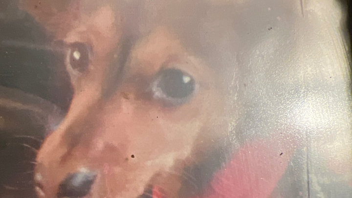 Fundraiser for Kathy Maxey by Ashley Tracy : Support Bailey's Vet Bills ...