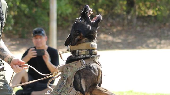 Fundraiser by tim jordan : K9 Elektra Armor Fundraiser