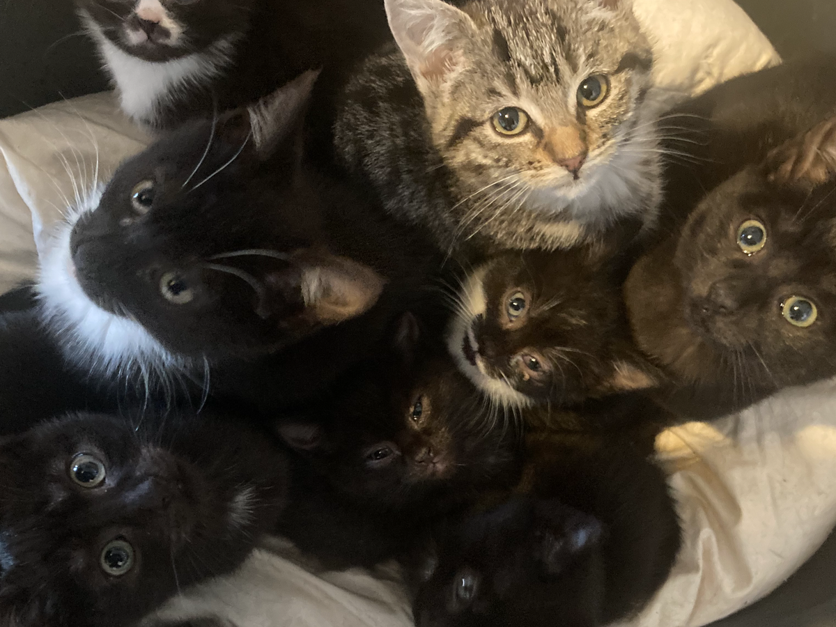 Fundraiser by CD PA : Urgent Appeal: Help Save 70 Stray Cats Across 2 ...