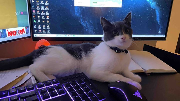 Fundraiser by Alex Johnson : Help Give Chemotherapy to My Cat Squid