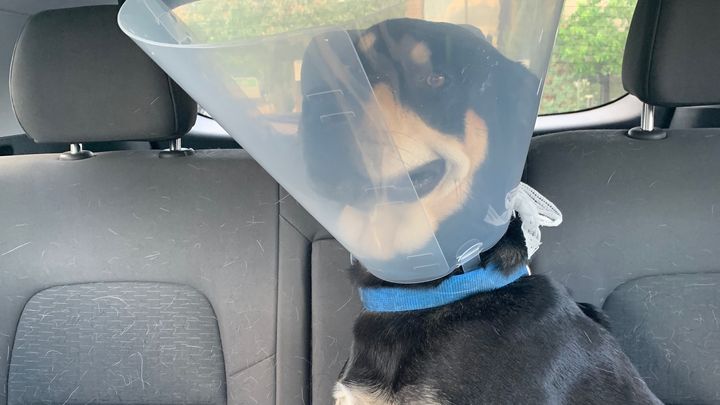 Fundraiser by Allison Wojcik : Scooby’s Dog Bite Surgery