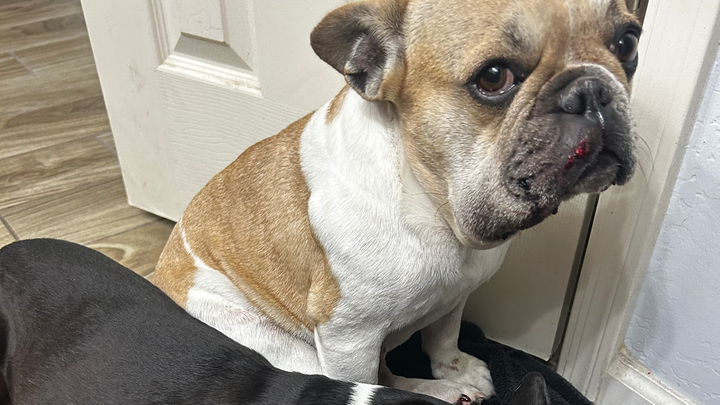 Fundraiser by Heather Lopez : Urgent Vet Bills for Jade & Jango’s Snake ...
