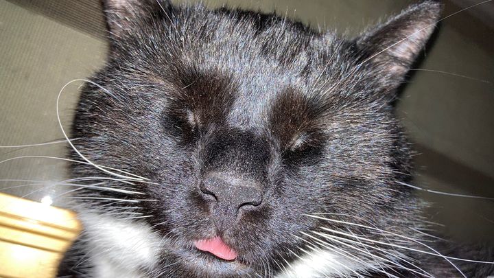 Fundraiser for Devan Kelley by Riley Blankenship : Shino, needs a ...