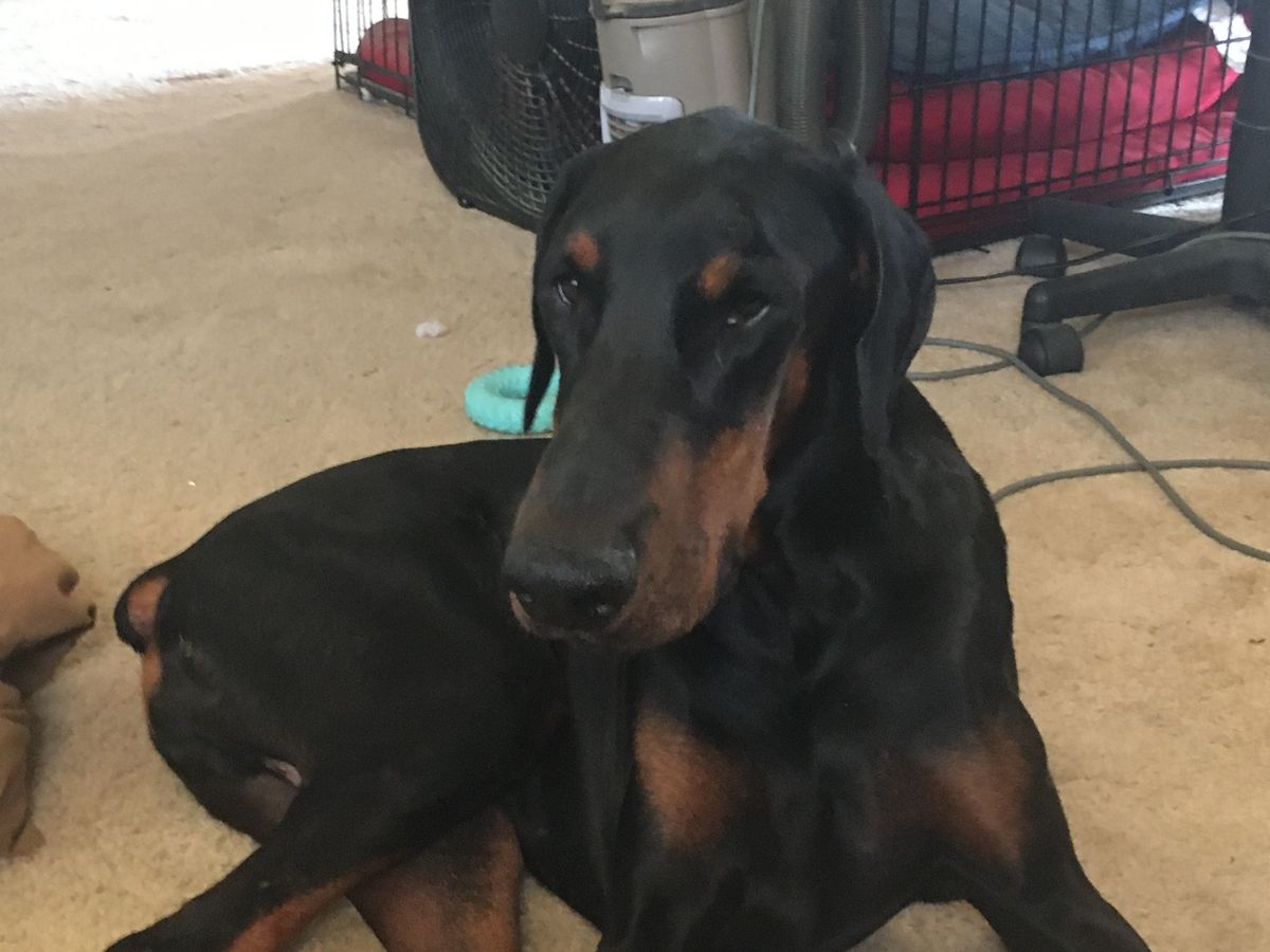 Fundraiser by Richard Yale : Help Atlas with his back surgery