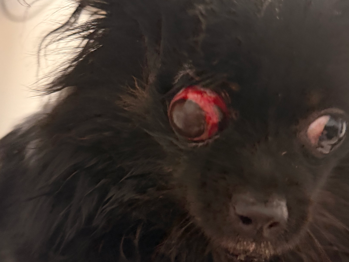 Fundraiser by Jackie Duarte : Support for Heartbroken Family After Attack