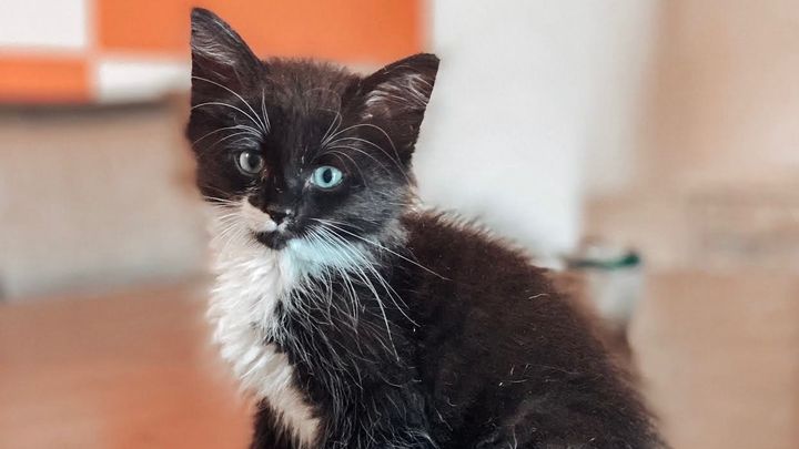 Fundraiser by erica giles : Blueberry’s surgery