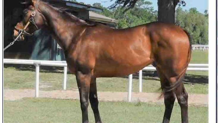 Fundraiser by Lisa Maskala Streff : Please help save Ramwil’s Chrome