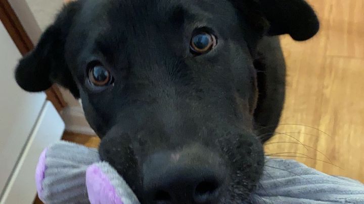 Fundraiser by Tessa Herren : Montee’s Toxicity Medical Bill