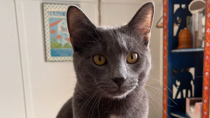 Fundraiser by Tori Essex : Kiwi the cat - vet care bill