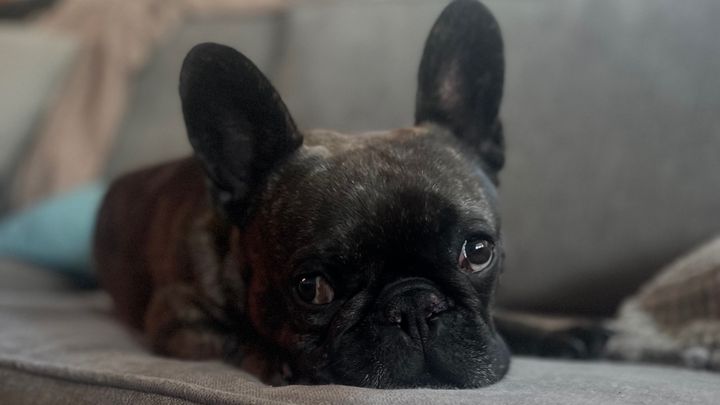Fundraiser by Tegan Wilson : Help Honus the Frenchie's Emergency ...