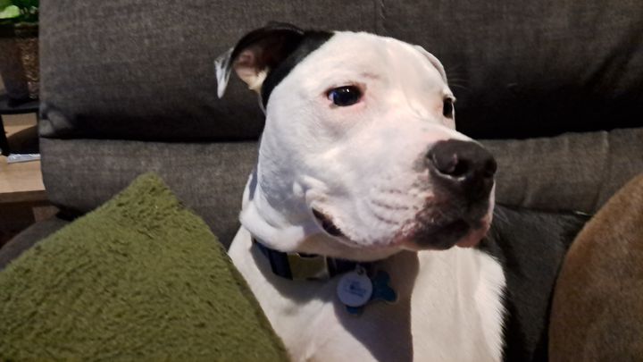 Fundraiser by Bryan McCaffrey : Emergency surgery for our dog Charlie