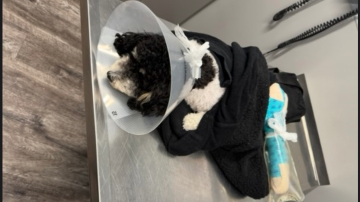 Fundraiser by Alysha Hanley : Help Oliver Heal After His Injury