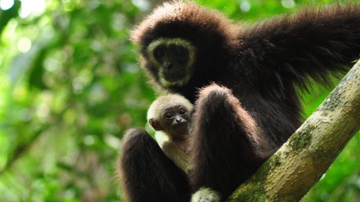 Fundraiser by Giorgio Durham : The Gibbon Rehabilitation Project