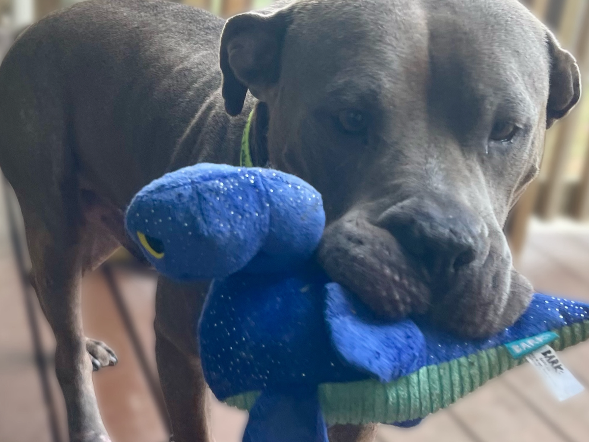 Fundraiser by Lauri Bell : Help Bruno Get the Second Chance he Deserves.