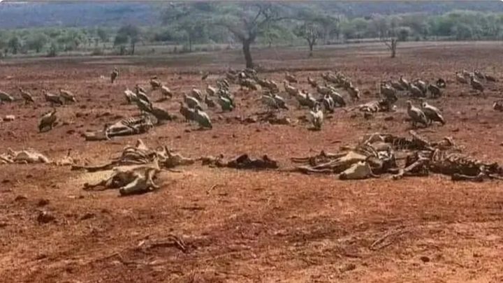 Fundraiser by BADR ETHIOPIA : HELP FOR BORENA PEOPLE