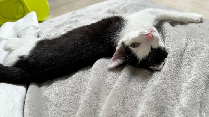 Fundraiser by Andrew Ingalls : Ziggy needs surgery!