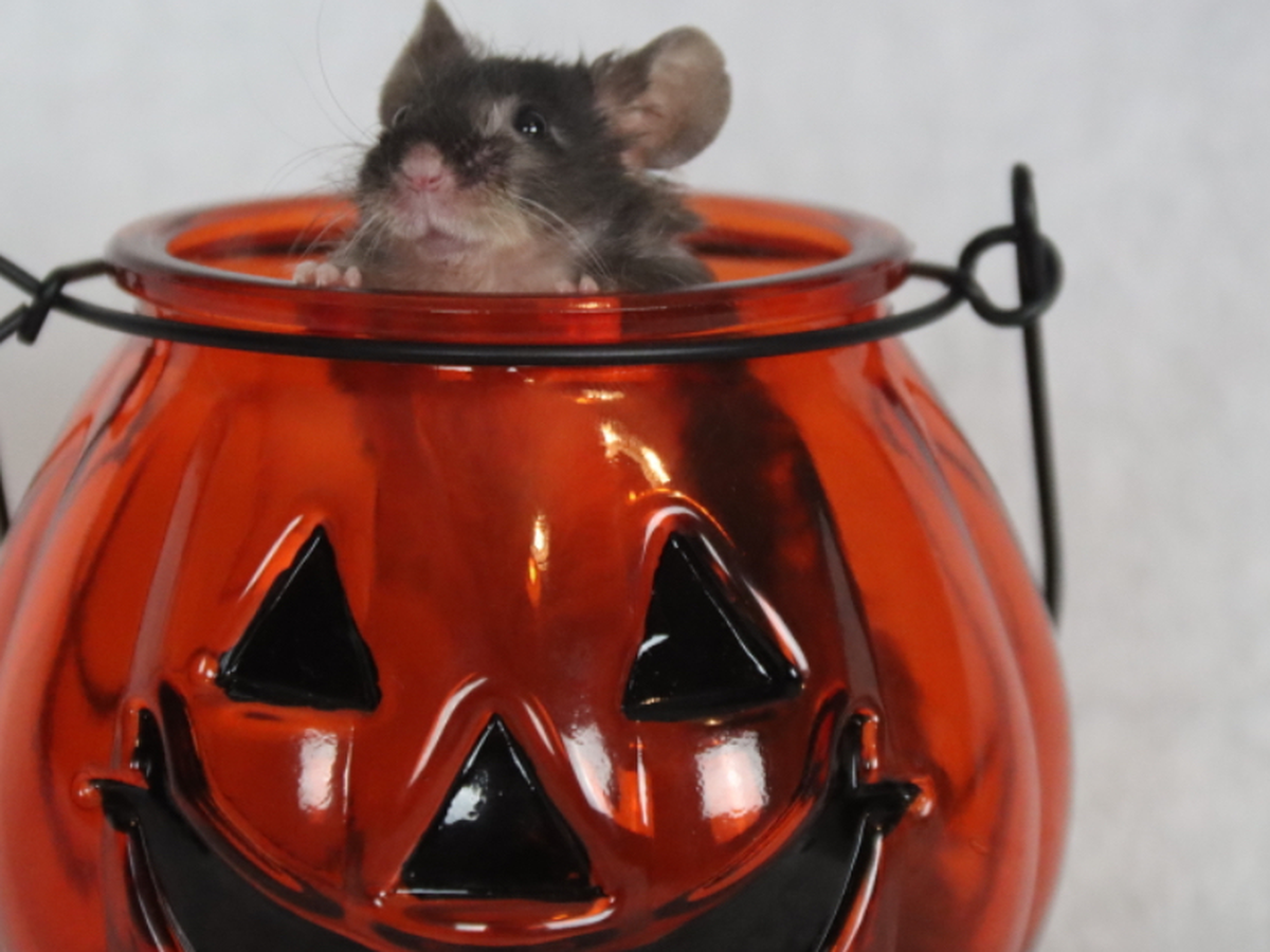 Fundraiser by Rodent Rally : Rodent Rally vet fund