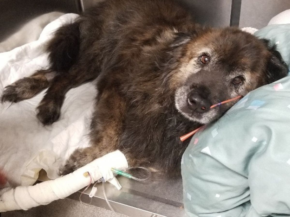 Fundraiser by Eryn Elizabeth Henry : Bringing Roxi Home