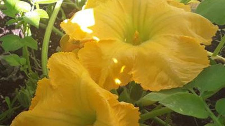 Fundraiser for Kim Ferron by Moe James : Help Ms. Kim with Burial Expenses