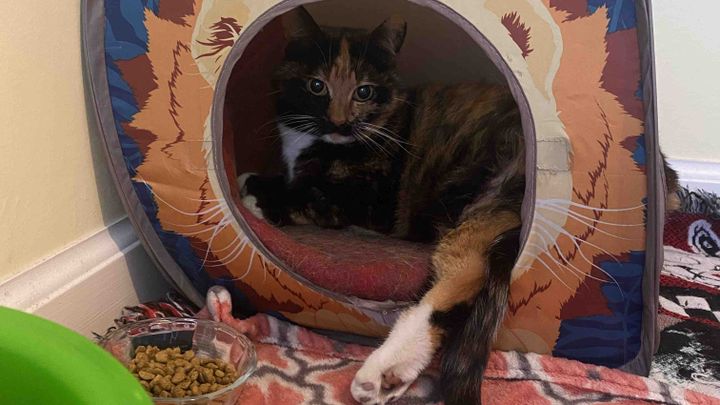 Fundraiser by Leanne Krop : Help My Cat, Litty, Get Surgery