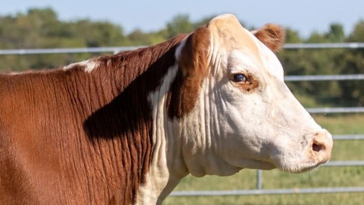 Fundraiser by Cheryl Early : Medical Support for Eddie Roth