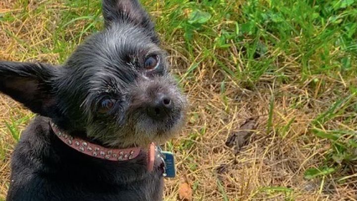 Fundraiser by Emilio Laboy : Our Little girl Skittles