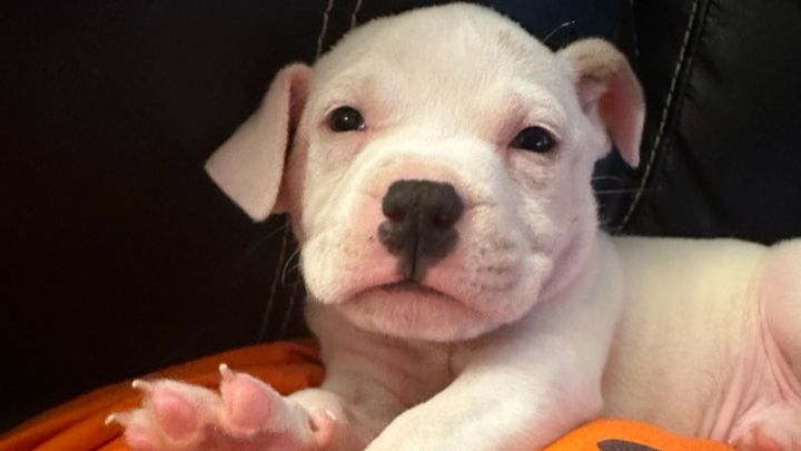 Fundraiser by Louis Vercillo : Cassius's Emergency Surgery Bills