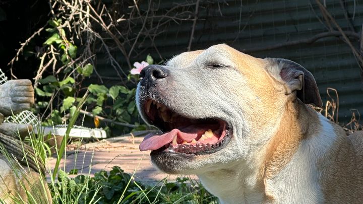 Fundraiser by Grace Pascoe : Dozer’s tumour removal surgery