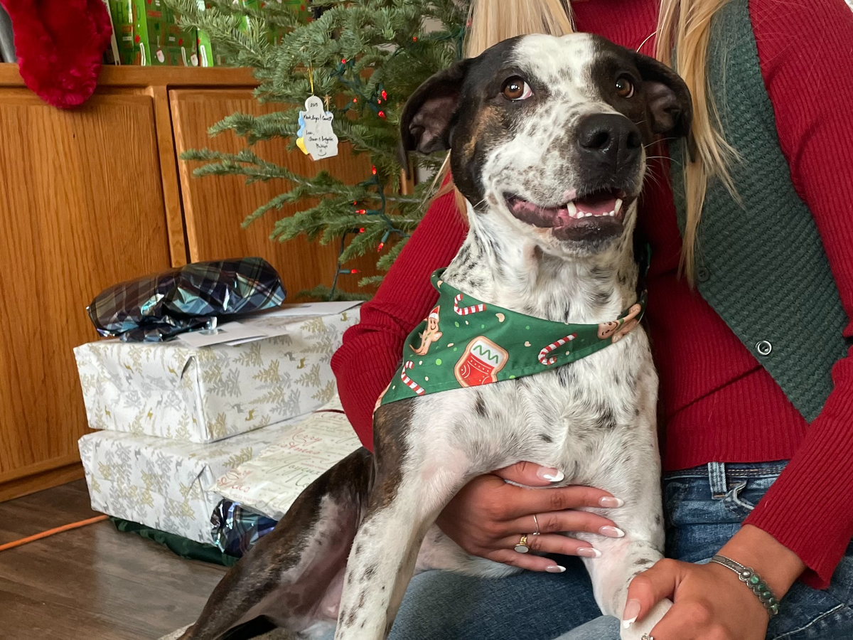 Fundraiser by Madison Keefe : Help B walk again and be pain free with ...