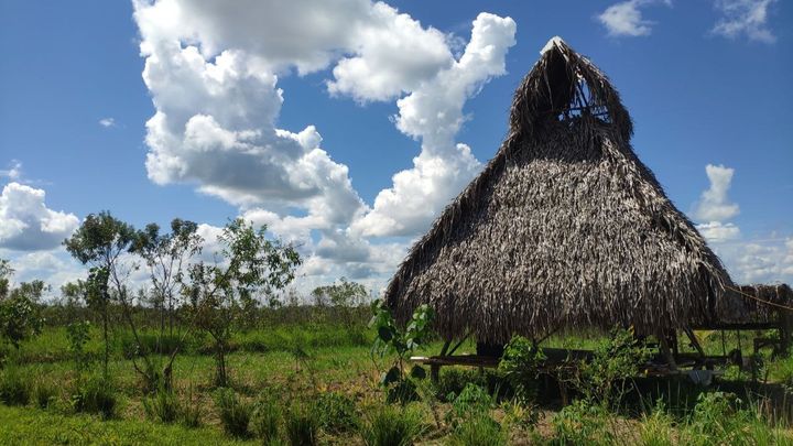 Fundraiser by Eric Cerdá : Pangaia: 1500 Tree Reforestation in the Amazon