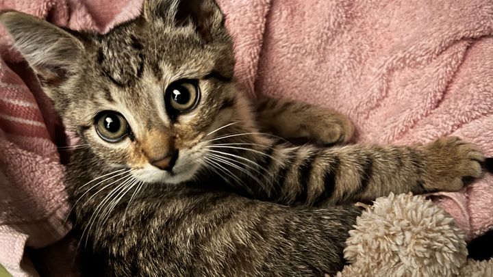 Fundraiser by Elizabeth Tingle : Help fix Gizmo’s broken leg