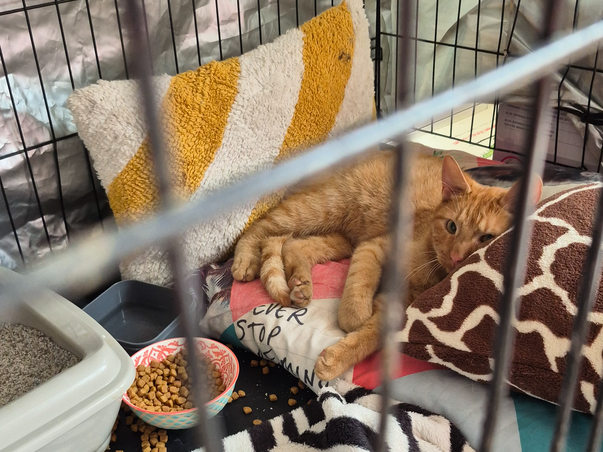 Fundraiser by Jolein Foks : Help om Ollie zijn beste vriend weer beter ...